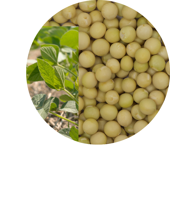 Natto & Sprouting Soybeans | PURIS