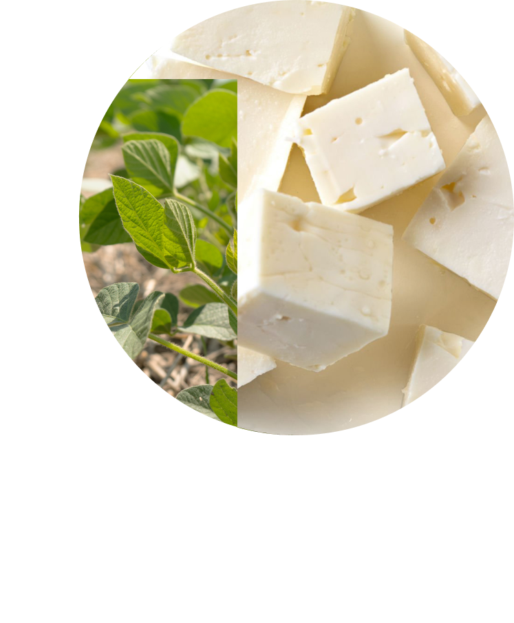 Non-GMO High Protein Soybeans | PURIS