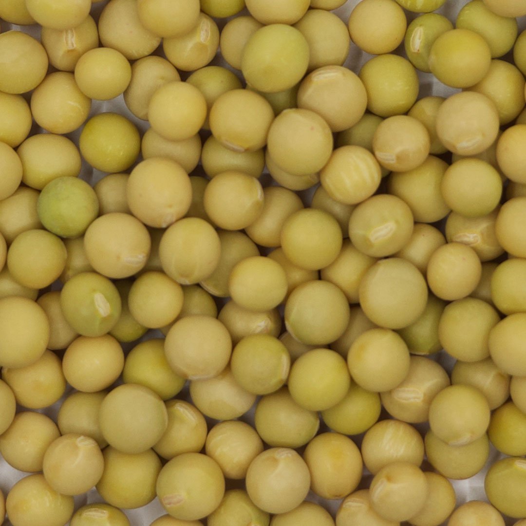 Natto & Sprouting Soybeans | PURIS