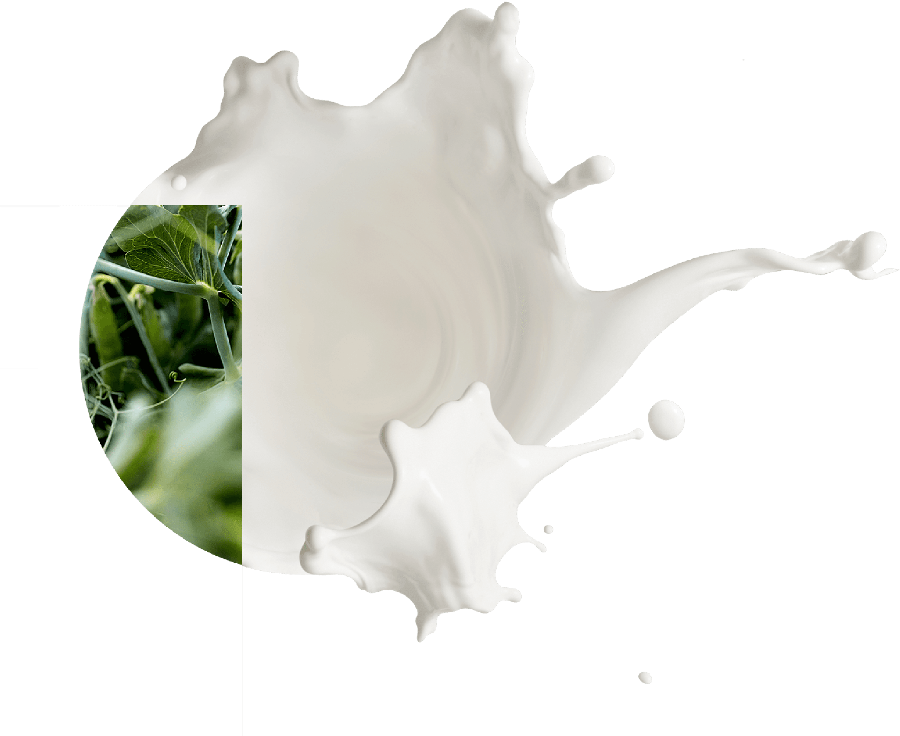 Pea Protein and Satiety in Weight Management | PURIS